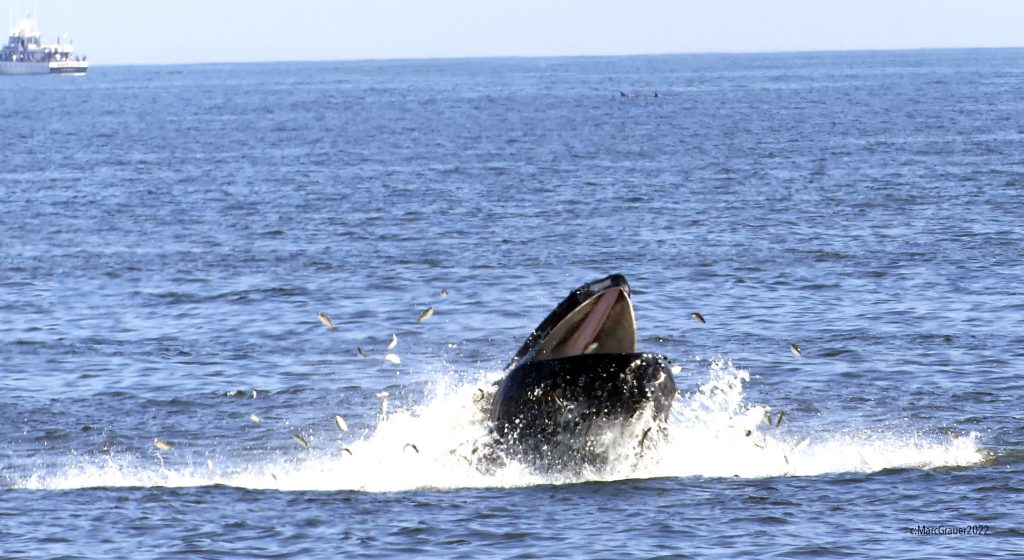 Scene Around: Whale of a Sea Bright Sighting — Rumson-Fair Haven Retrospect