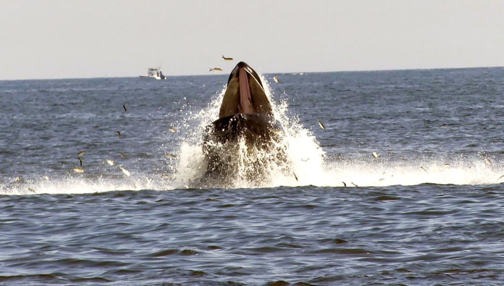 Scene Around: Whale of a Sea Bright Sighting — Rumson-Fair Haven Retrospect