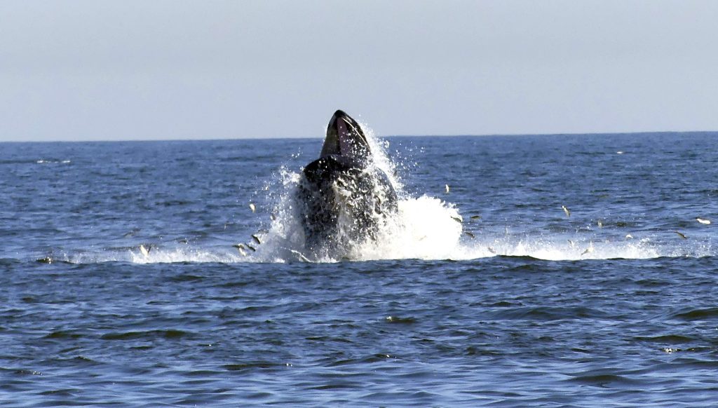 Scene Around: Whale of a Sea Bright Sighting — Rumson-Fair Haven Retrospect